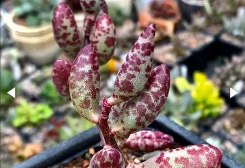 Adromischus filicaulis super Red Succulents