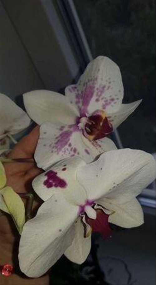 Орхидея фаленопсис Экзотик пун