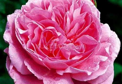 Роза Mary Rose