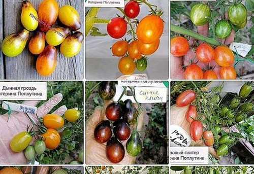 Семена томатов, перцев, тыкв, арбузов, дынь
