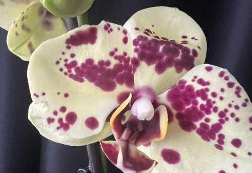 Орхидея фаленопсис Альбуфера