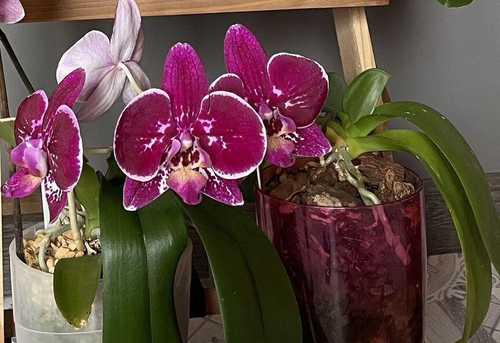 Орхидея фаленопсис и онцидиум твинкль