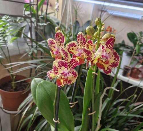 Орхидея фаленопсис Клубничный пирог
