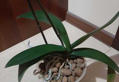 Орхидея фаленопсис cecilia