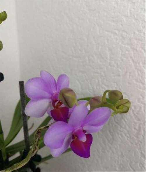 Орхидея фаленопсис Льюис Берри