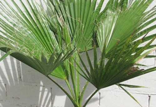 Пальма вашингтония нитчатая