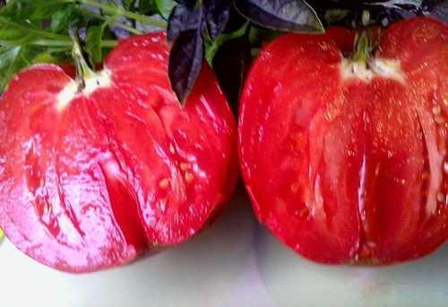 Редкие сорта томатов