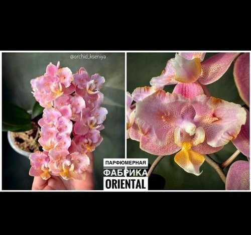 Орхидея фаленопсис Оранж(Ориентал) бабочка и пелор
