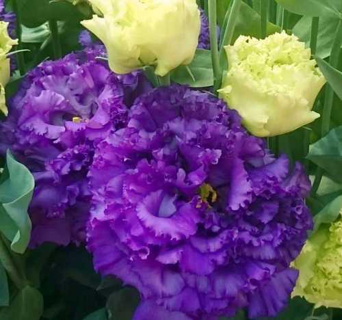 Рассада эустомы Алисса