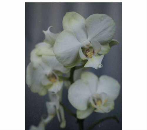 Орхидея фаленопсис Green Apple