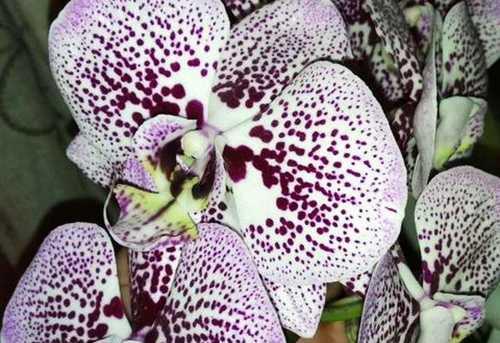 Орхидея сортовая Андорра