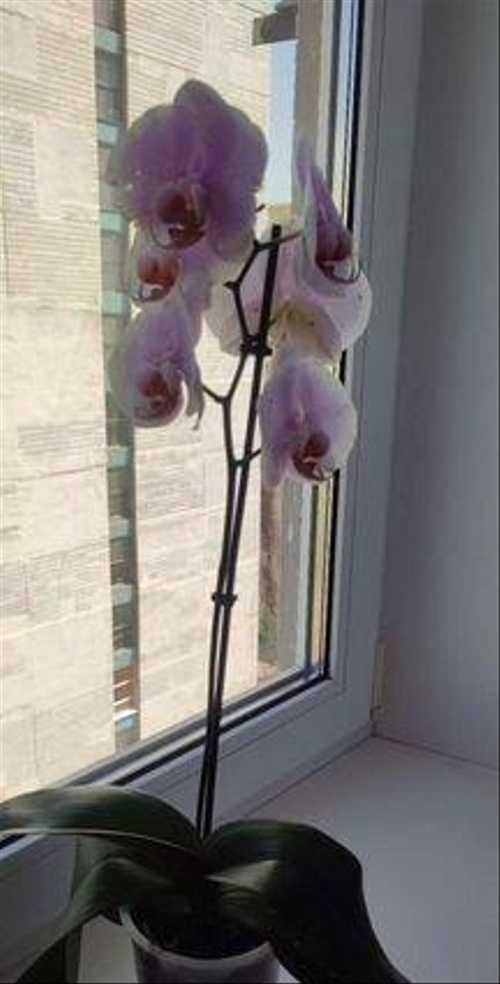 Орхидея фаленопсис сорт Pretty Romance