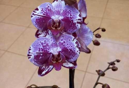 Орхидея фаленопсис Зимняя вишня