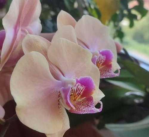 Орхидея фаленопсис perfect peach
