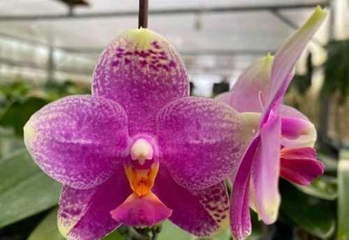 Не цветет ароматная орхидея