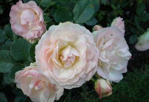 Роза пастелла флорибунда