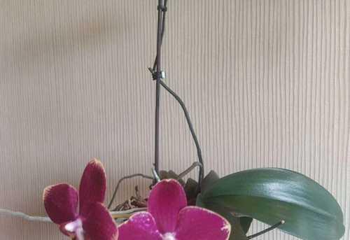 Орхидея фаленопсис Ола или Тунис