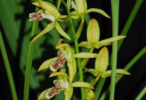 Coelogyne Peltastes/Flaccida/Angraecum