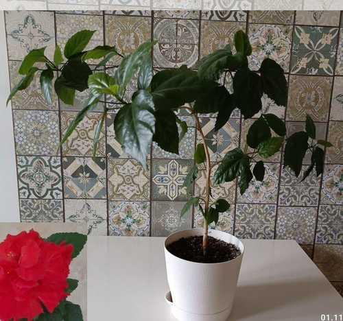 Комнатные растения