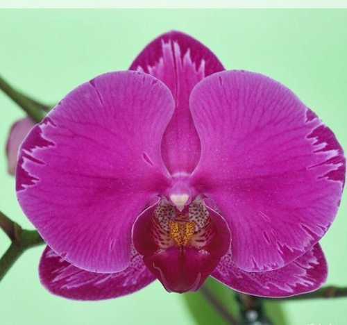 Орхидея Phal. LBR07