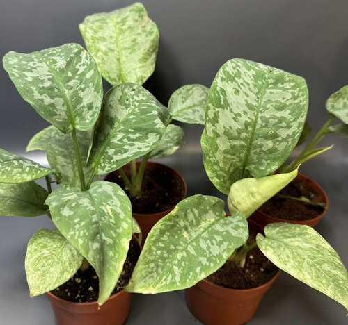 Шизматоглоттис Longispata Variegata