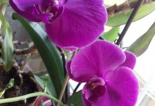 Орхидея фаленопсис, флорариум