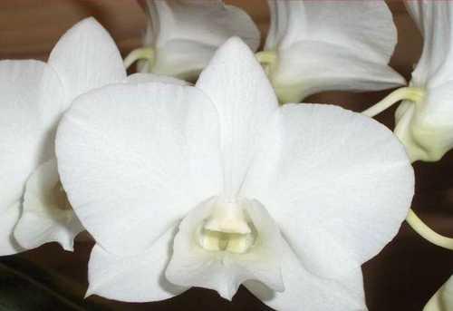 Орхидея белая на реанимацию