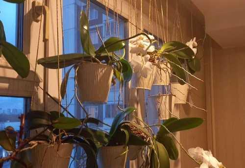 Домашние орхидеи фаленопсис