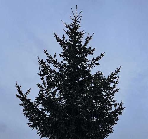 Ель живая под сруб