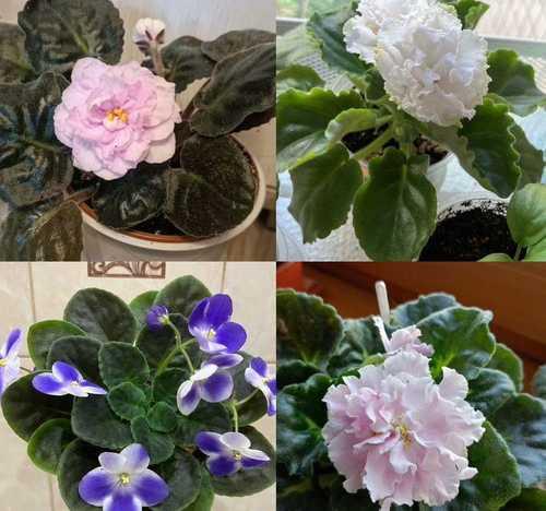 Фиалки стартеры