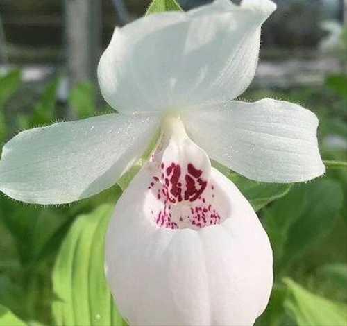 Скрученники, Каланты, дремлики-орхидеи для сада