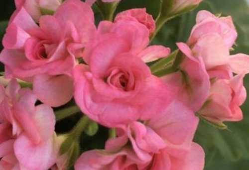 Сортовая пеларгония Античная роза