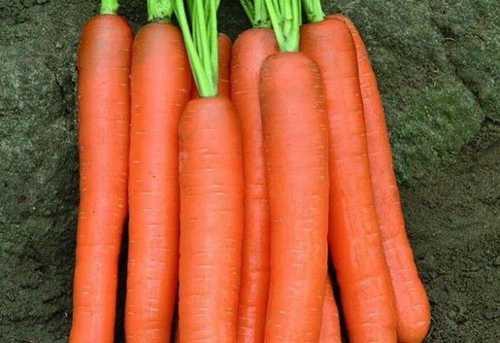 Морковь Monanta/ Монанта Проф. семена