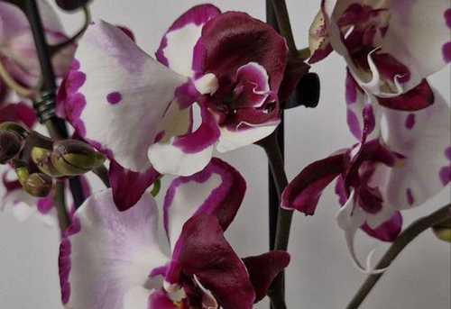 Орхидея биглип Молния с мутацией