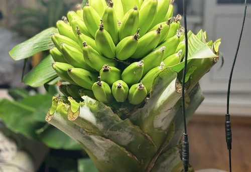Банан комнатный плодоносящий