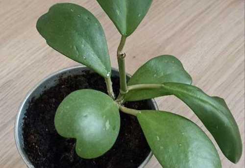 Растение лиана Хойя