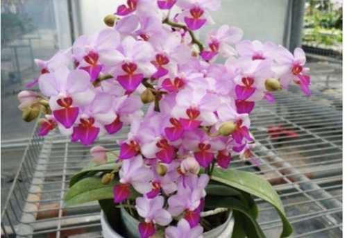 Орхидея фаленопсис Льюис Берри Liu's Berry
