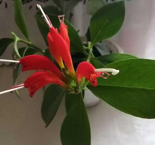 Эсхинантус