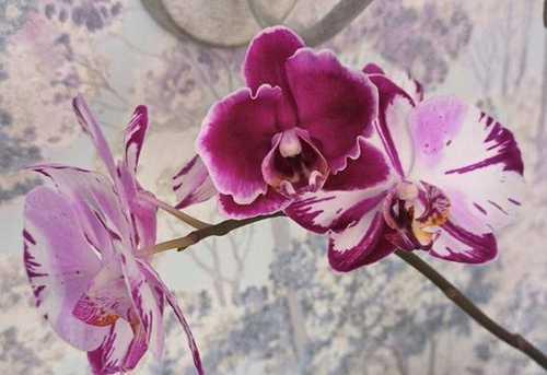 Орхидея Magik art