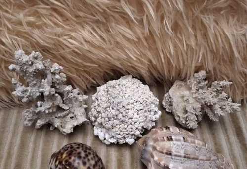 Морские кораллы ракушки