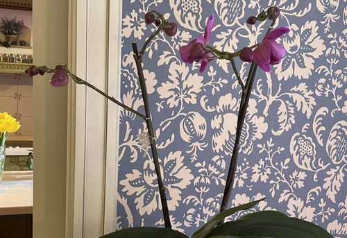 Неоновый пелор орхидея фаленопсис Стелен баш