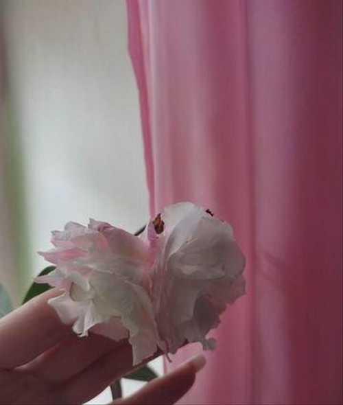 Олеандр махровый бело-розовый