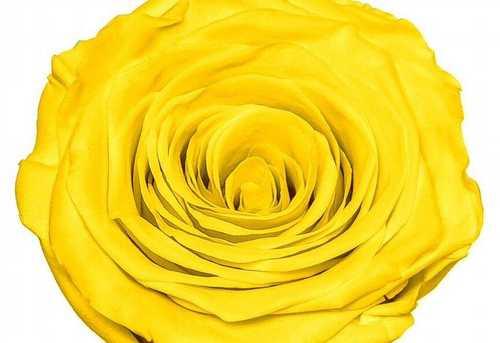 Роза Желтая (5-6 см.) стабилизированная