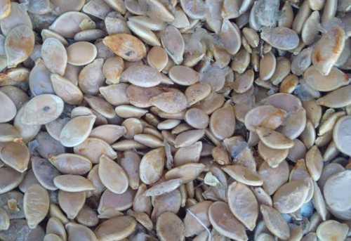 Семена тыквы Столовая Мраморная