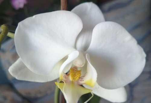 Орхидея фаленопсис Сого Юкидиан