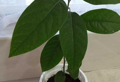 Растение авокадо