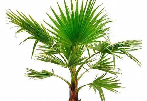 Саженцы пальмы вашингтонии