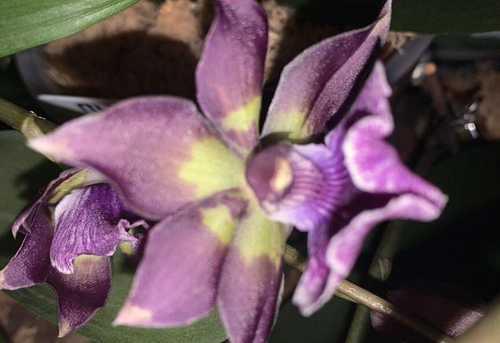 Орхидея зигопеталум (разновидность)