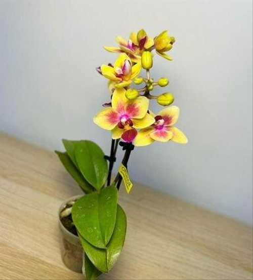 Орхидея мини сого готрикс