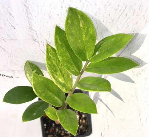 Замиокулькас Short Leaf